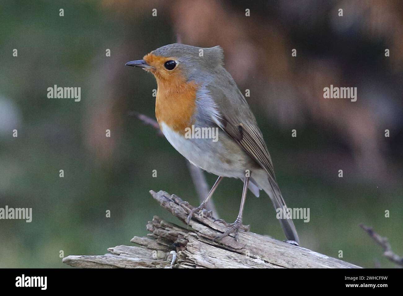 Robin sitting on tree stump looking left Stock Photo - Alamy