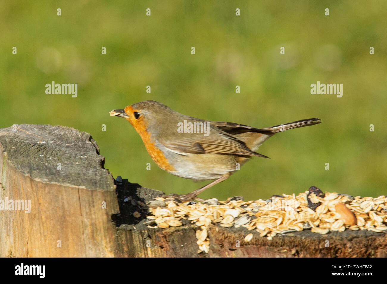 Robin on an old tree stump hi-res stock photography and images - Alamy
