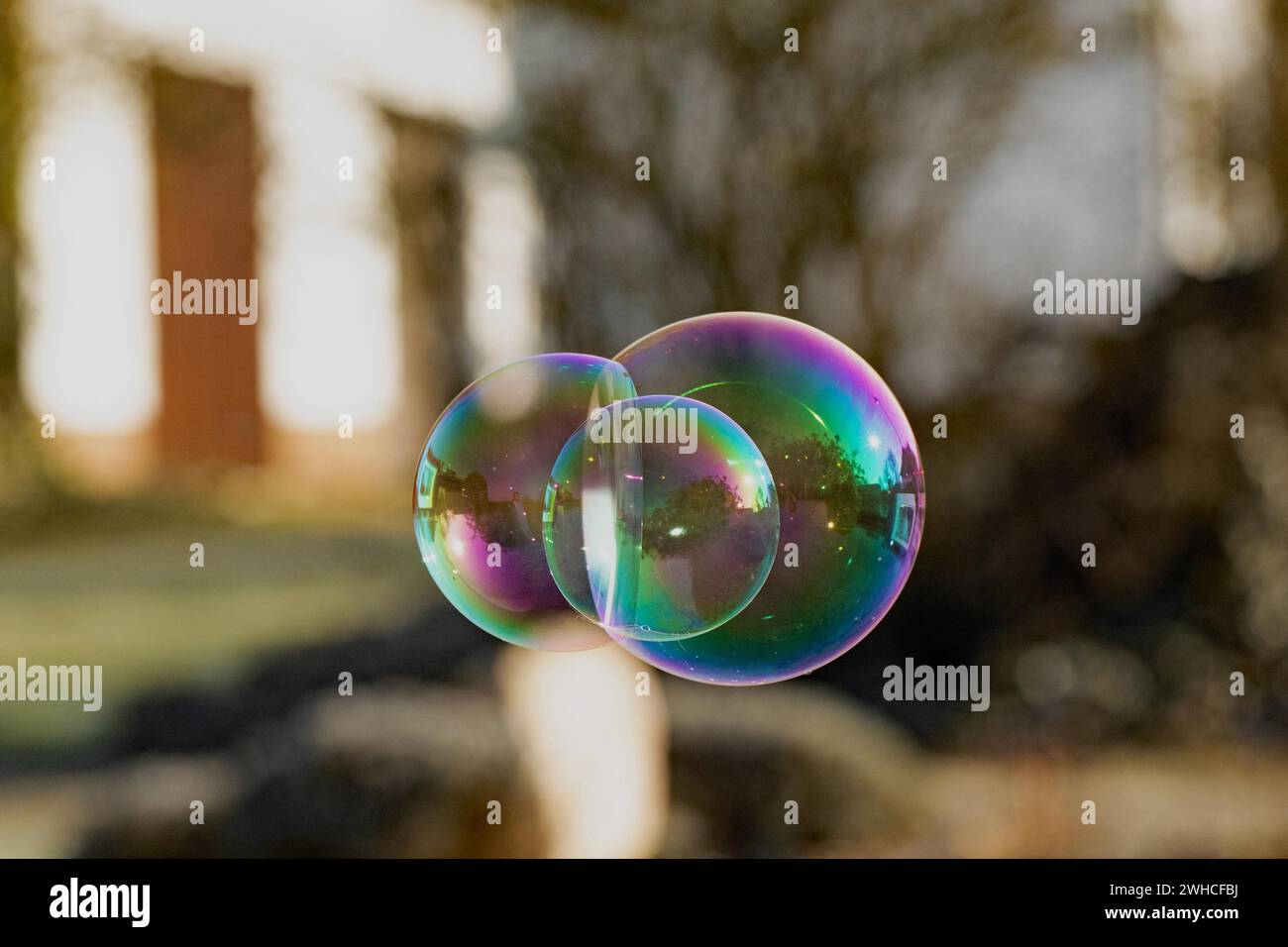 Soap bubbles three-coloured film of soapy water next to each other with mirror image in front of ...