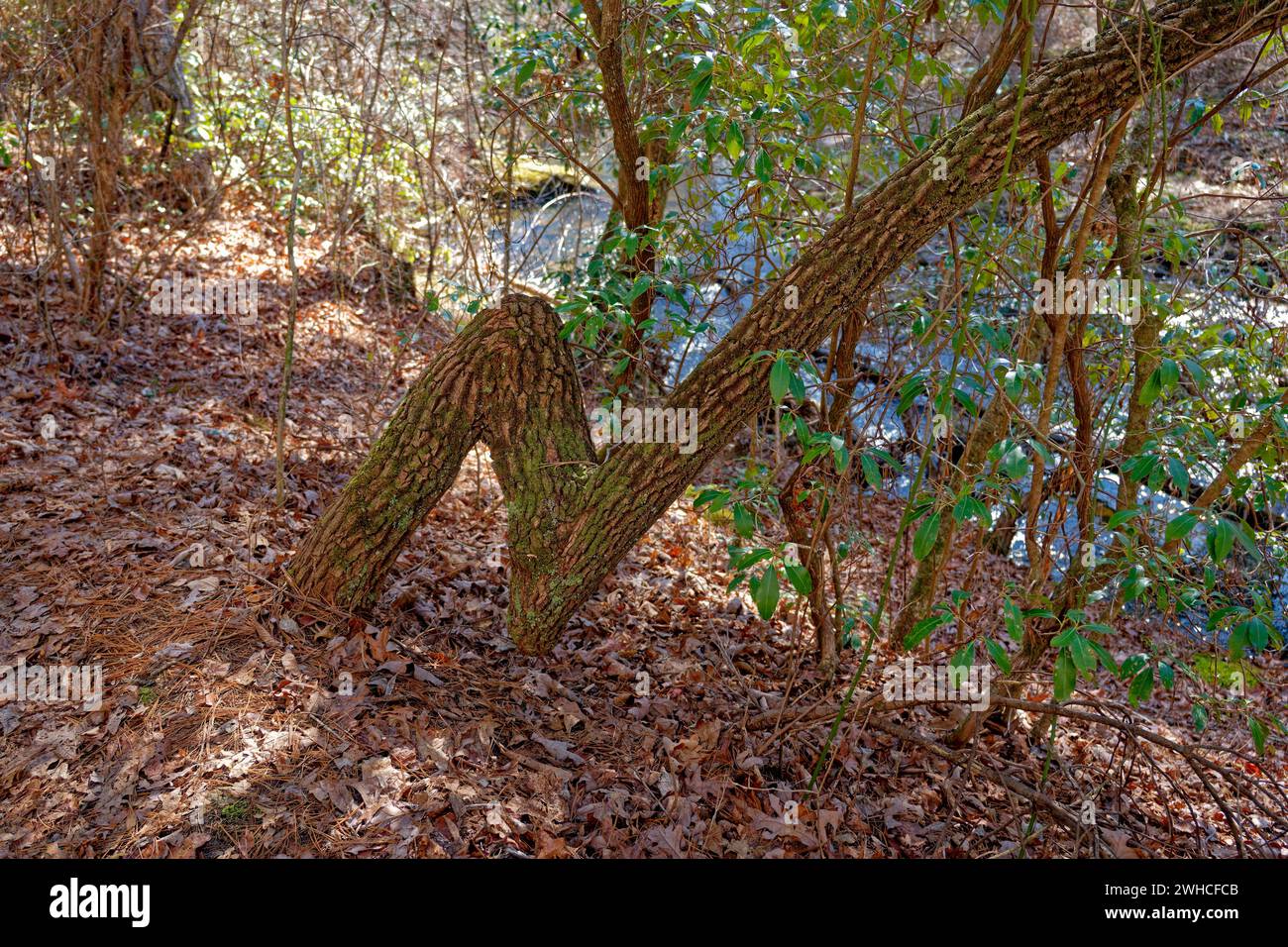An odd tree with a letter z shape still growing on a hillside along a ...