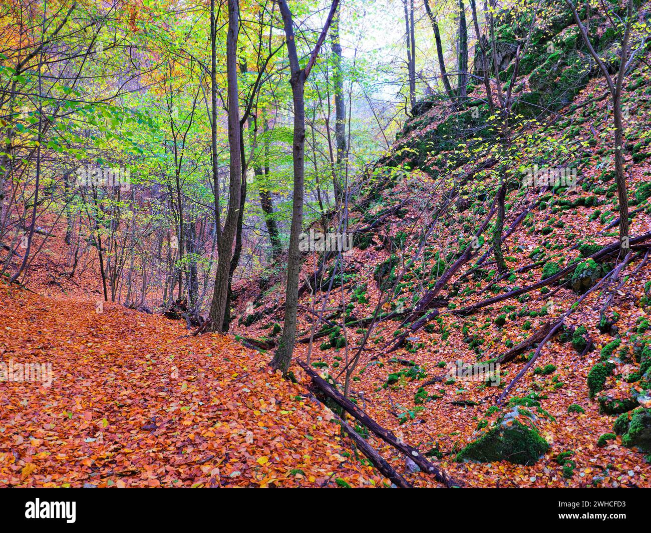 Gasseschlucht nature reserve deepest gorge in hesse hi-res stock ...