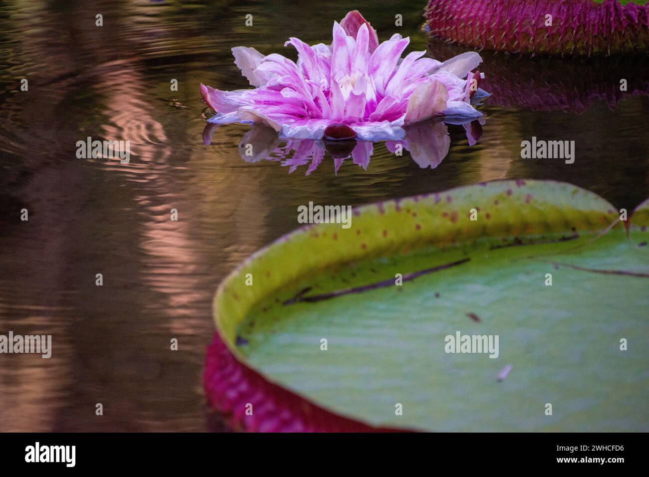 Victoria amazonica, known in Brazil as vitoria-regia, the second ...