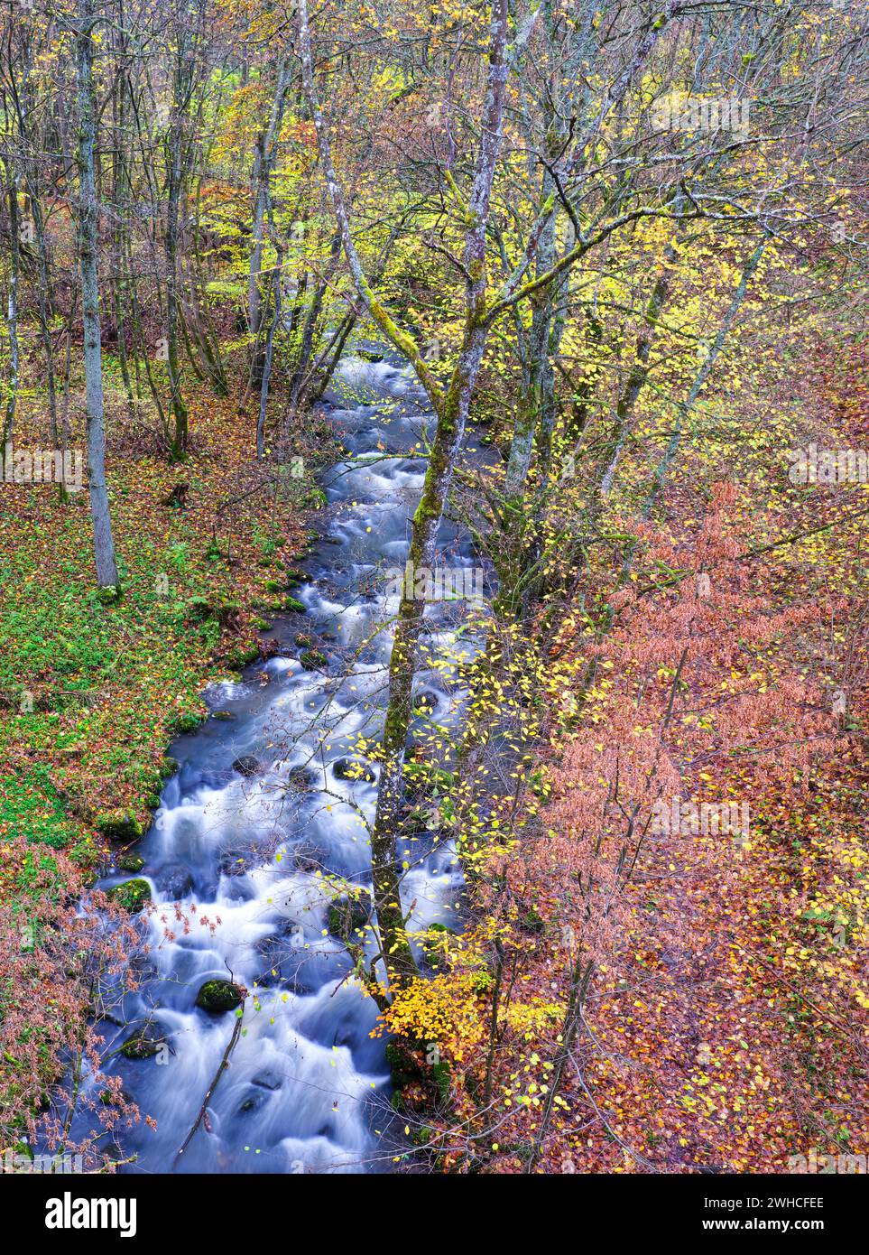 Nature reserve aubachtal bei langenaubach hi-res stock photography and ...