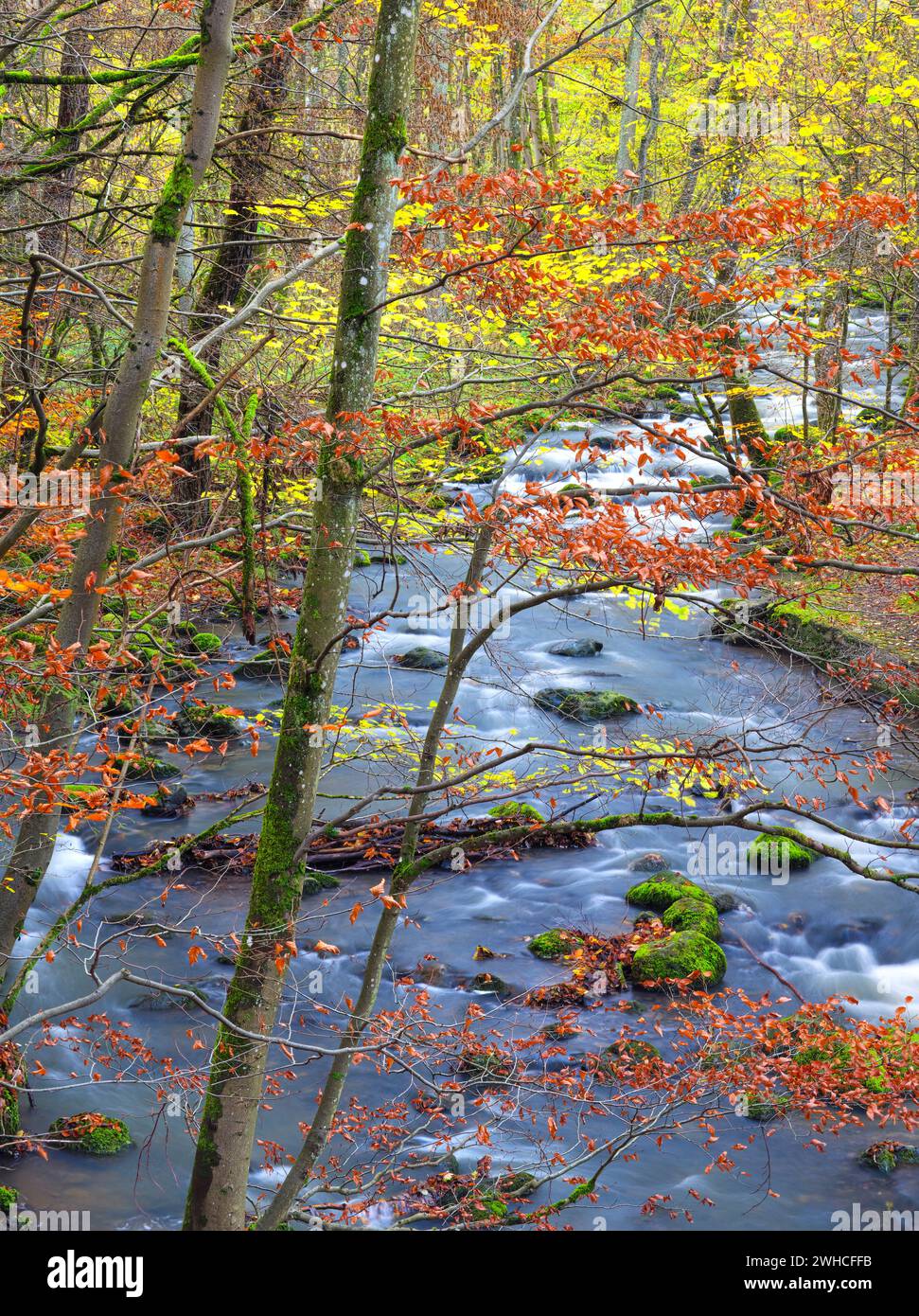 Europe, Germany, Hesse, Central Hesse, Lahn-Dill-Bergland Nature Park ...