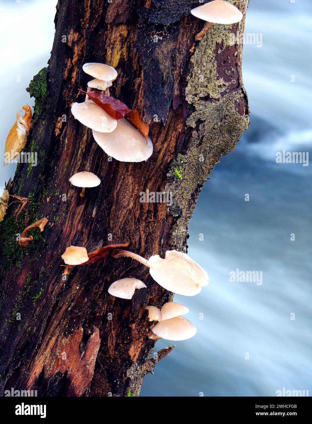 Beech trunk with fungal infestation on stream bank hi-res stock ...