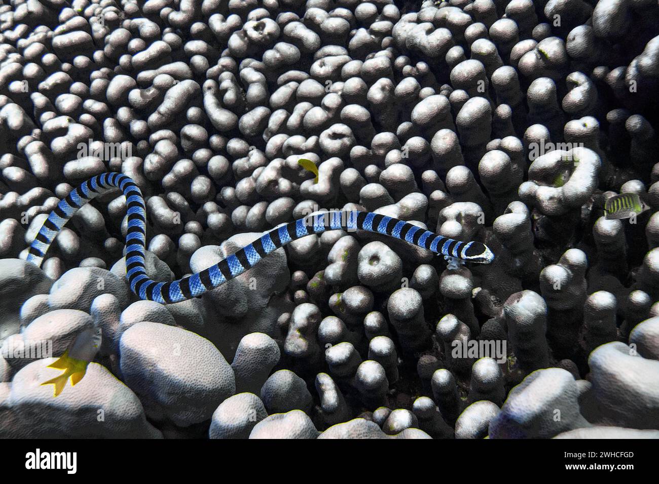 Banded colubrine sea krait (Laticauda colubrina), Wakatobi Dive Resort ...