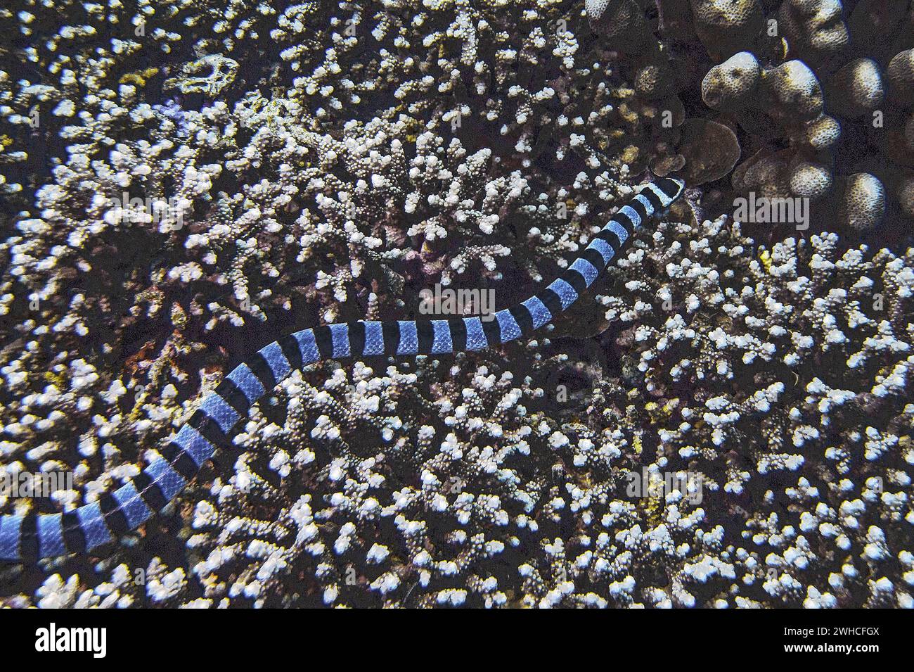 Banded colubrine sea krait (Laticauda colubrina), Wakatobi Dive Resort ...