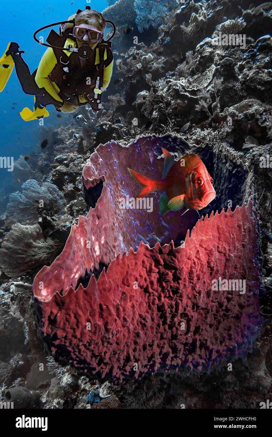 Composing, diver and fish, barrel sponge (Xestospongia testudinaria ...