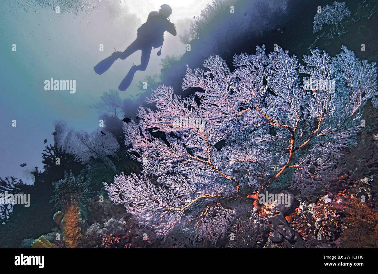 Knotted fan coral (Melithaea ochracea), with diver, Wakatobi Dive ...