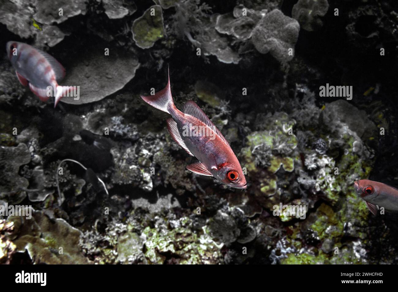 Soldierfish (Myripristinae), Wakatobi Dive Resort, Sulawesi, Indonesia ...