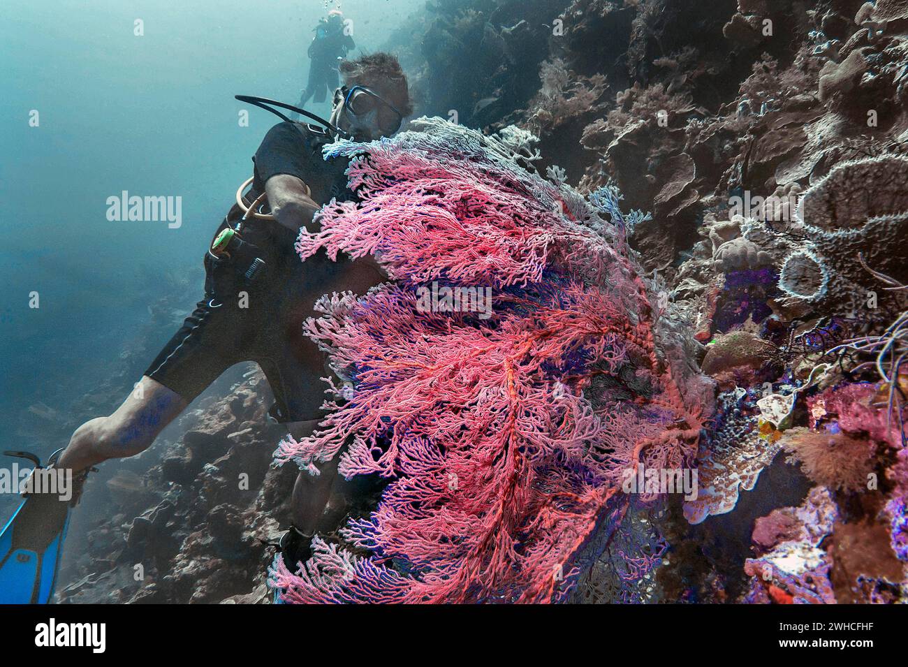 Knotted fan coral (Melithaea ochracea), with divers, Wakatobi Dive ...