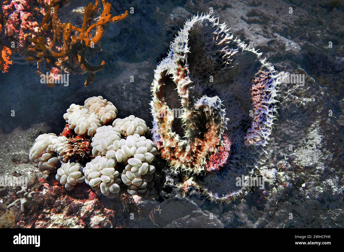 Bubble coral (Plerogyra sinuosa), and barrel sponge (Xestospongia ...