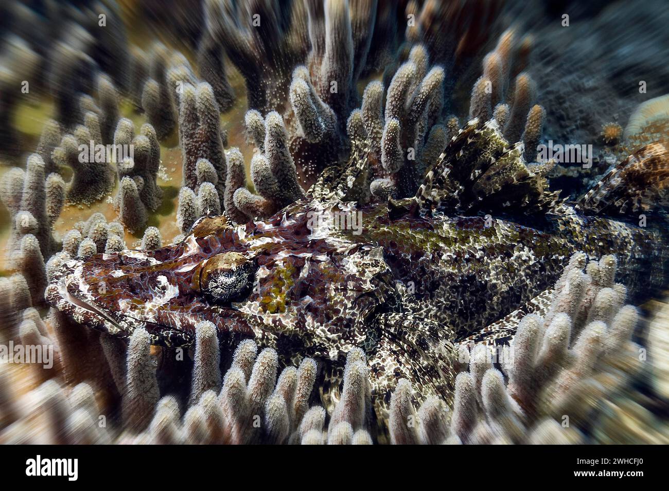 Brownhead crocodile fish, (Cymbacephalus beauforti), Wakatobi Dive ...