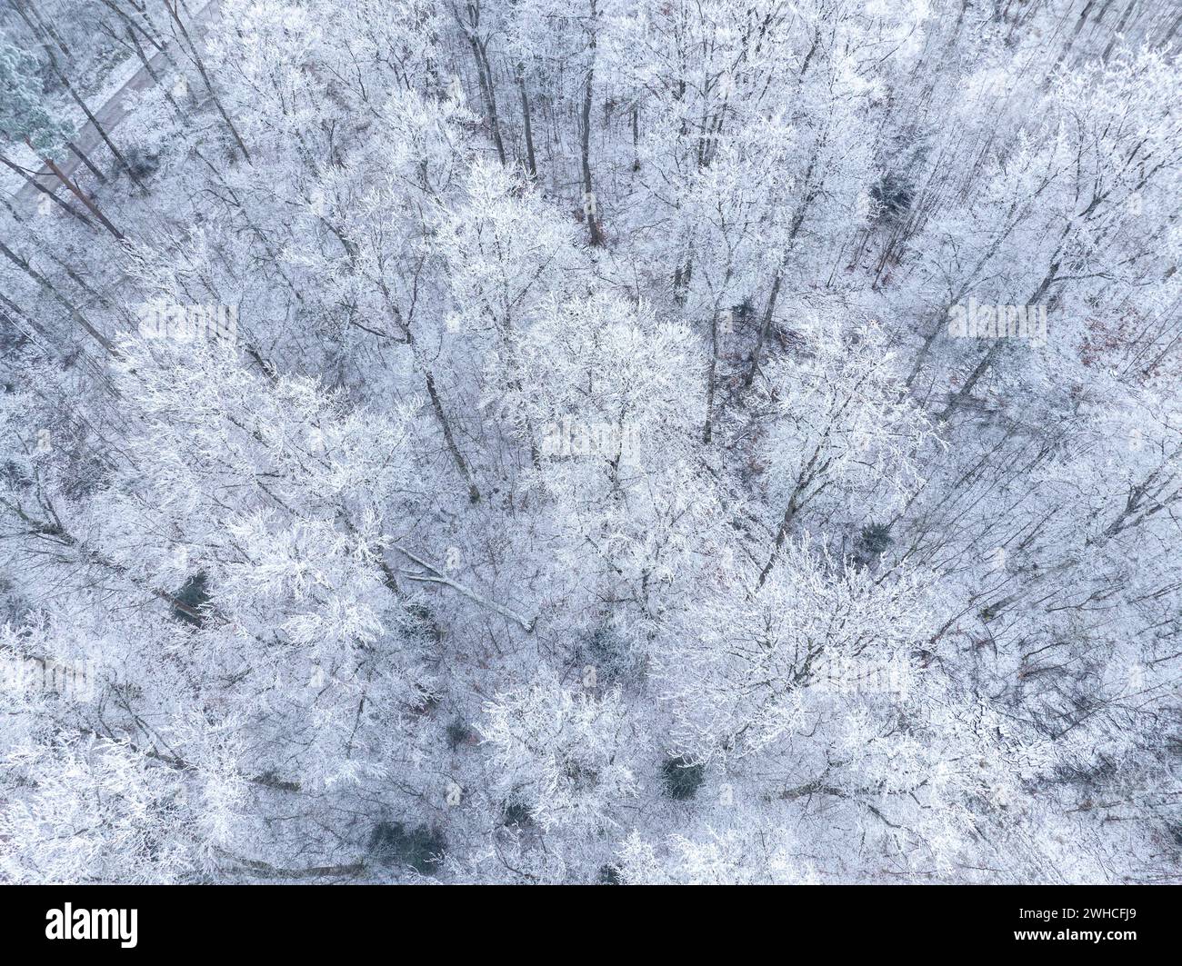 Snow-covered forest paths form a crossroads seen from the air ...