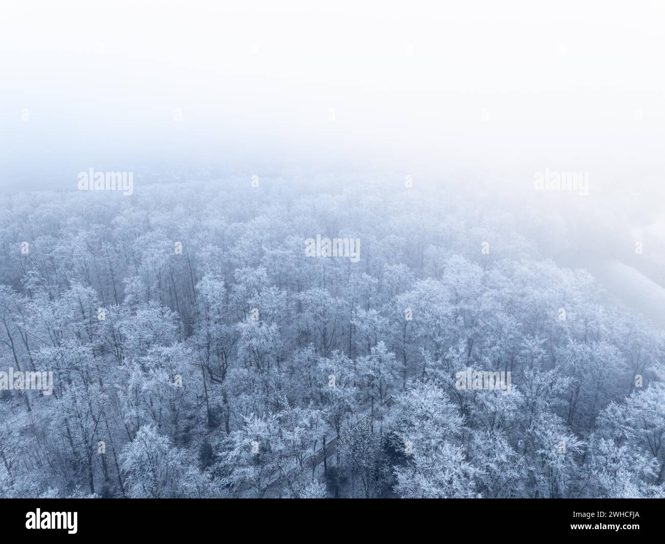 Dense fog over forest hi-res stock photography and images - Alamy
