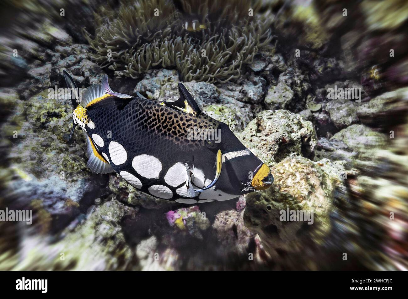 Clown triggerfish (Balistoides conspicillum), with cleaner fish ...