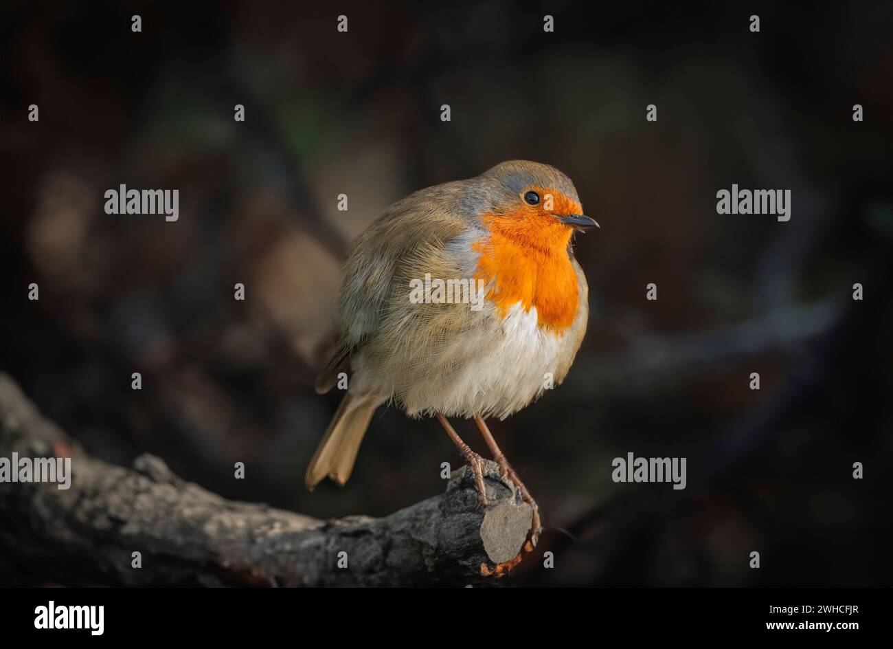 Puffed up hi-res stock photography and images - Alamy