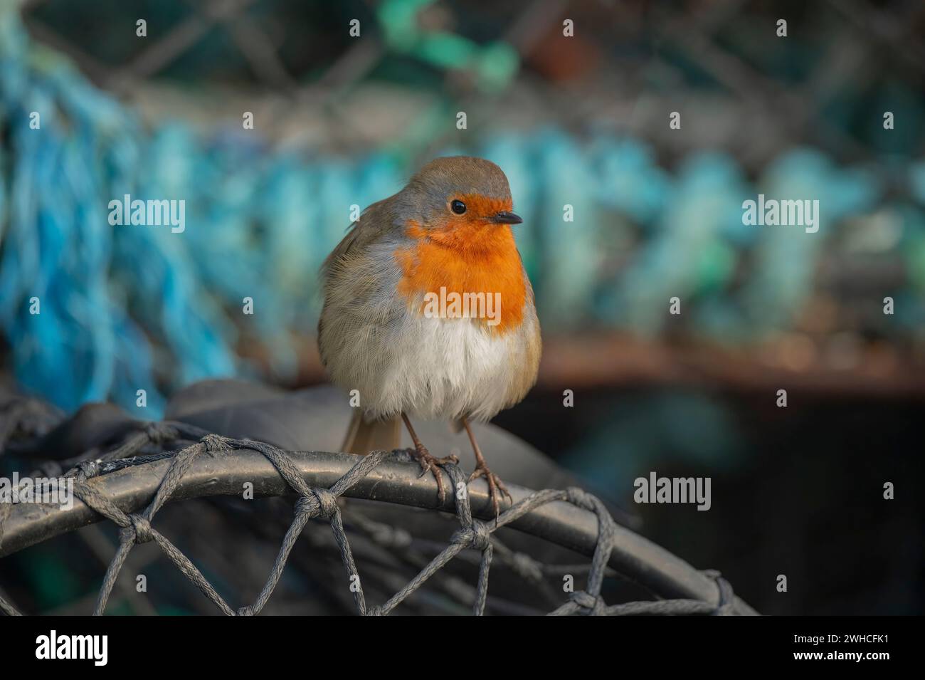 Robin perched on a fishing net in a harbour close up, in Scotland Stock ...