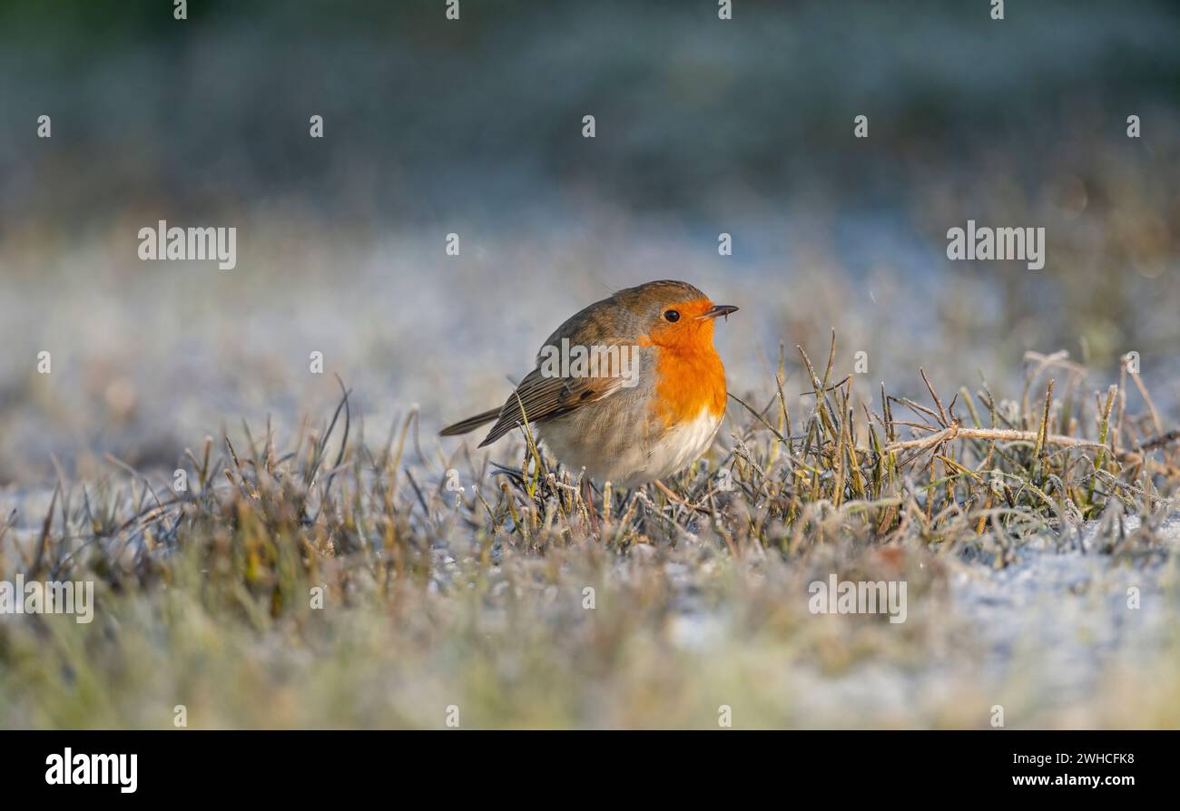 Robin on the snowy grass, close up, in Scotland in winter Stock Photo ...