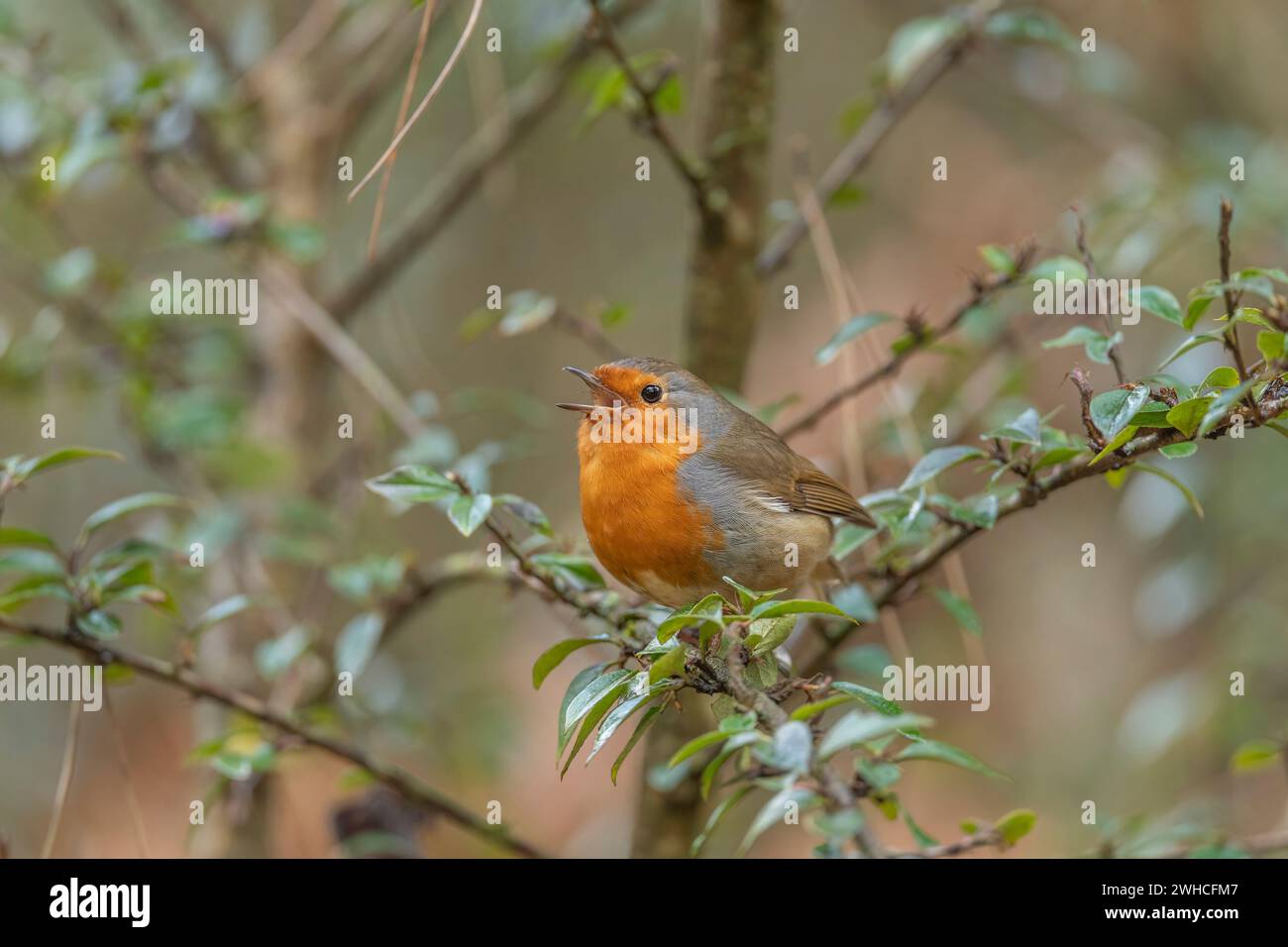 Robin singing, on a branch, close up, in a forest, in Scotland Stock ...