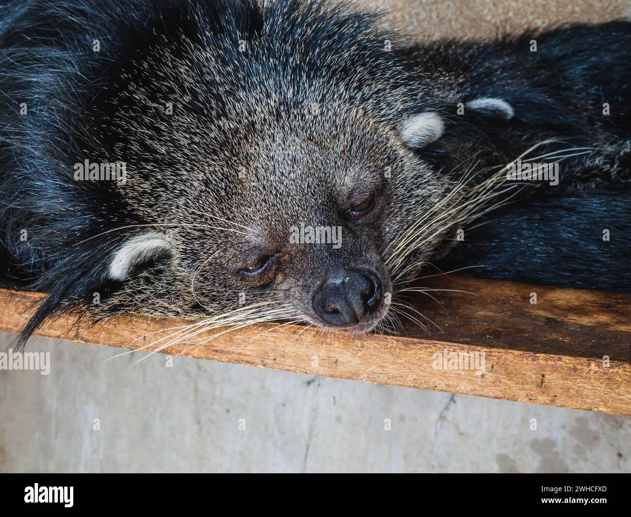 Close-up pandanus civet or weasel in cage. Civet cat animal in ...
