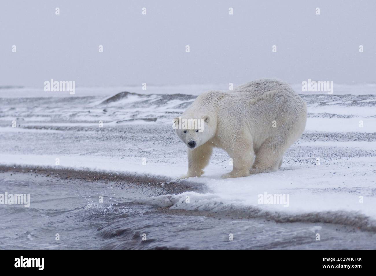 polar bear, Ursus maritimus Boar neck thicker then head on a barrier ...