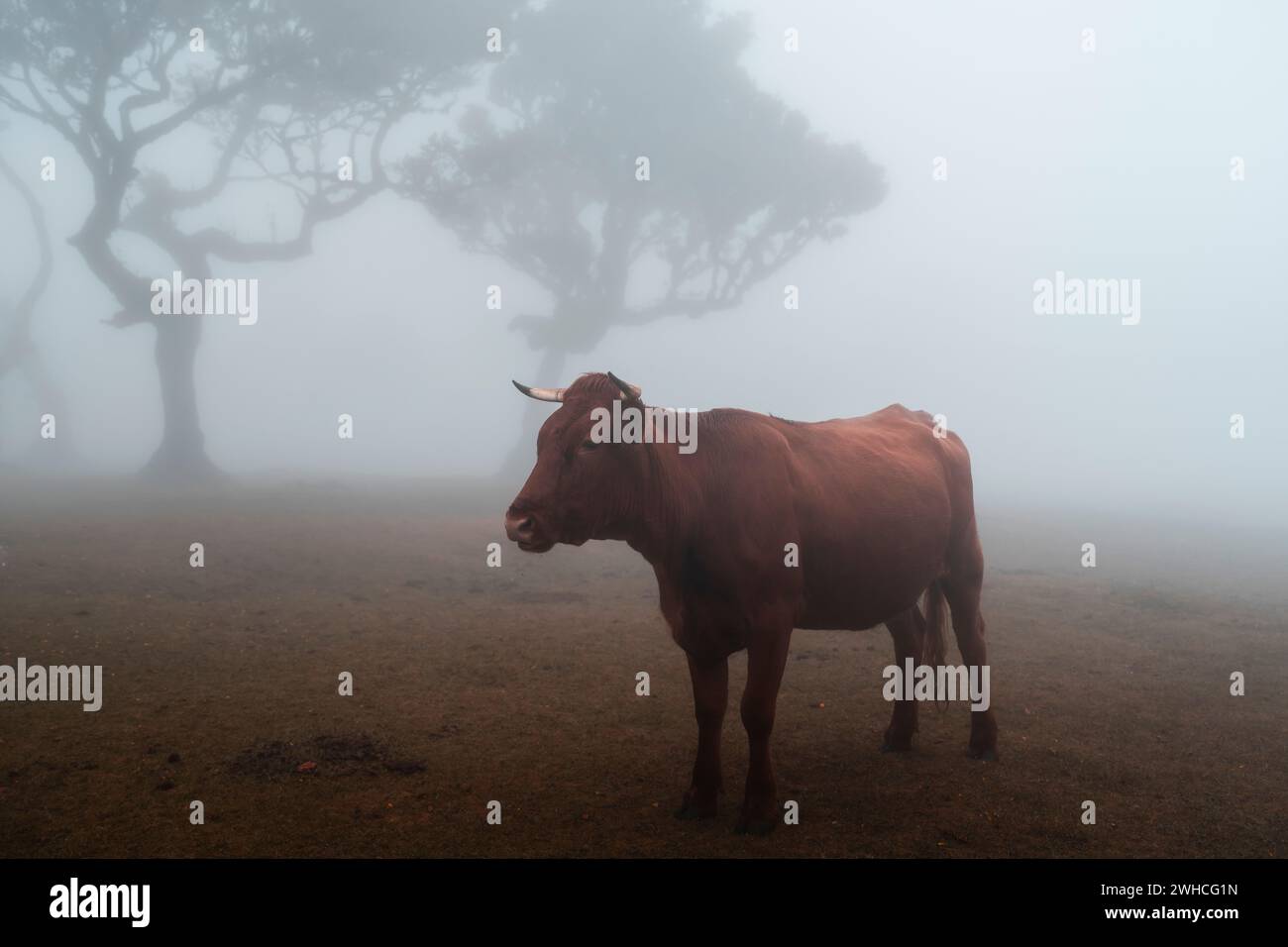Cattle in the fog, Fanal Forest, laurel tree, Autonomous Region of ...