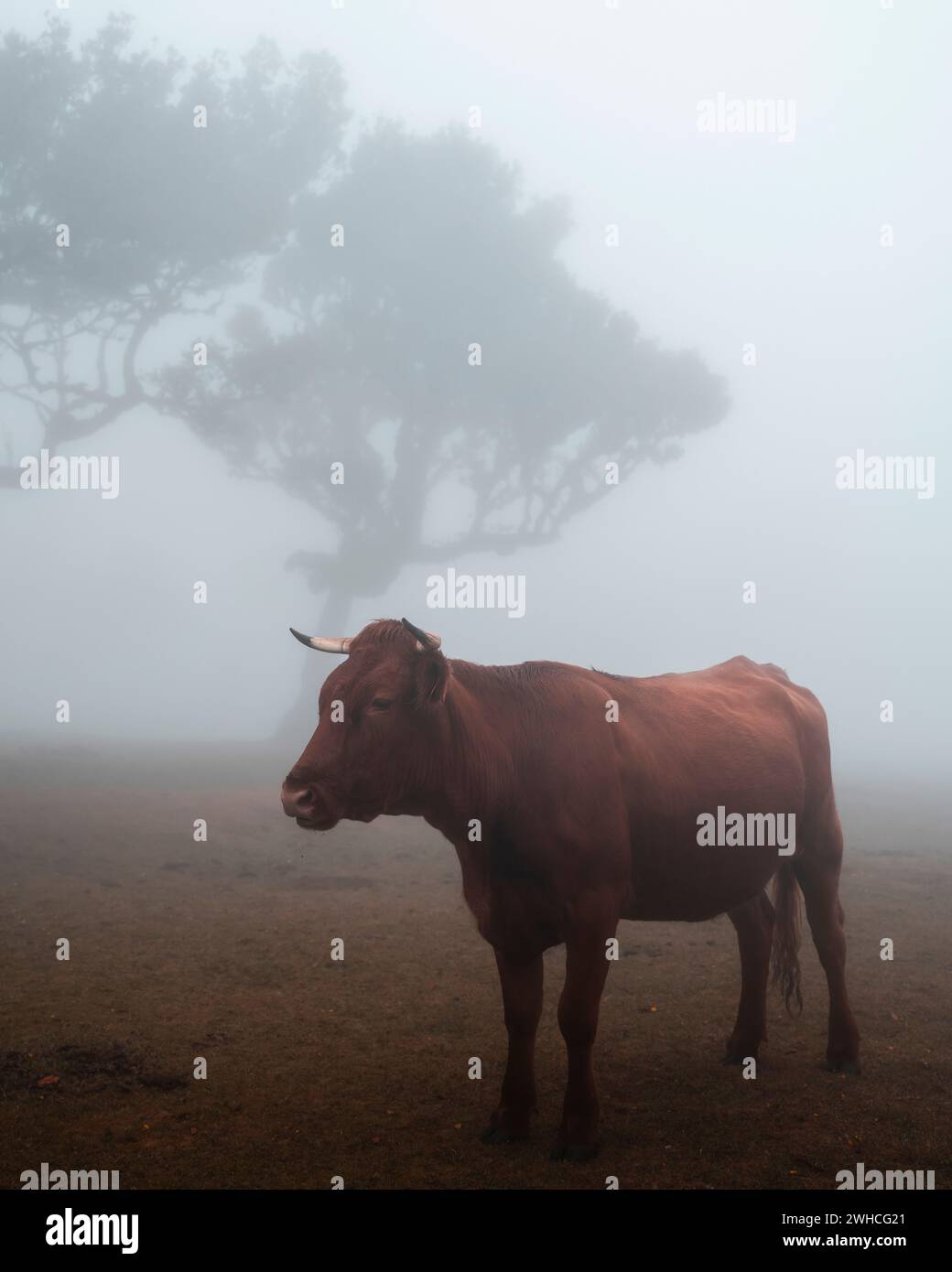 Cattle in the fog, Fanal Forest, laurel tree, Autonomous Region of ...