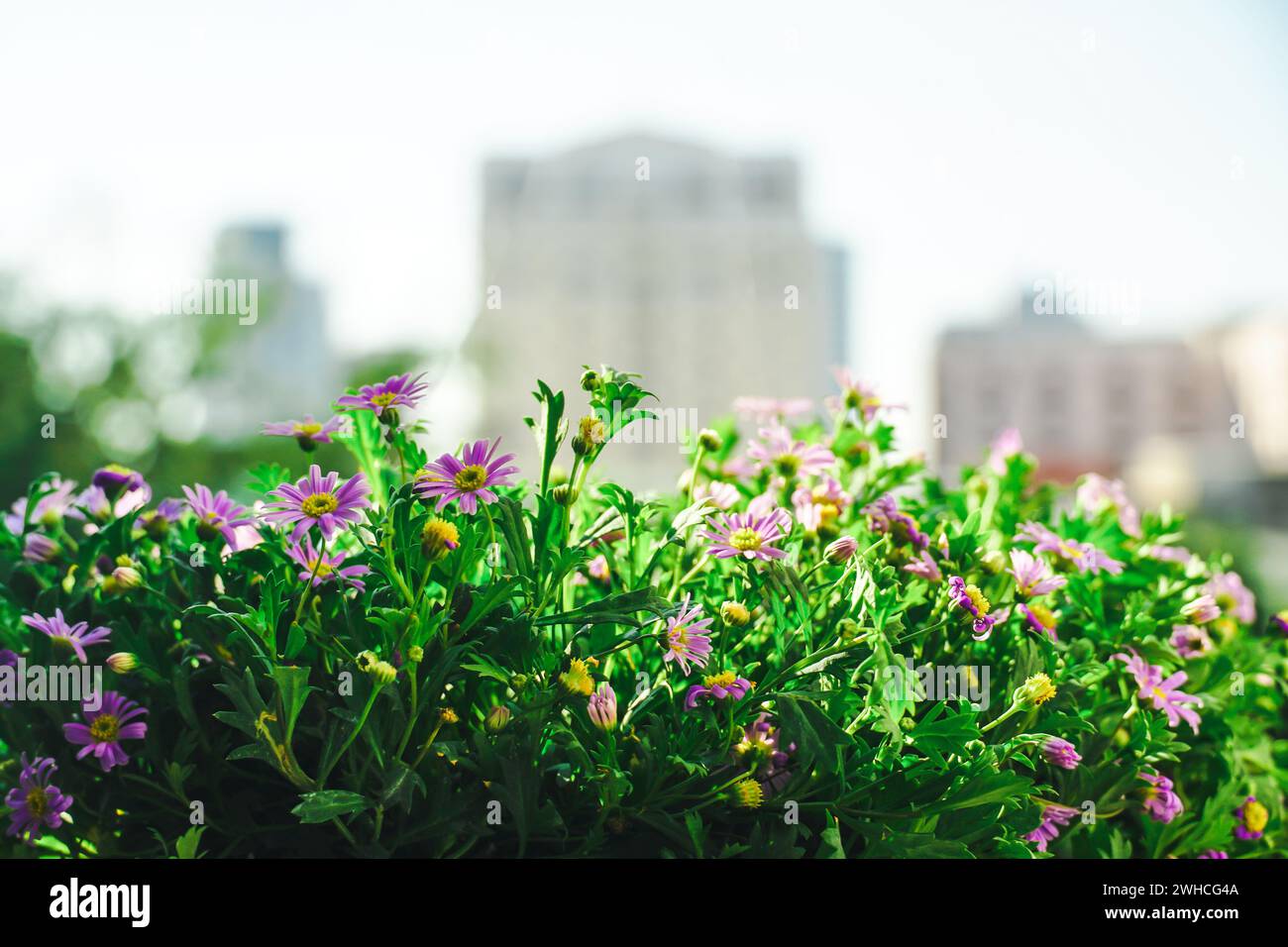 Closeup shot of purple daisies growing in a field. Beautiful flowering ...