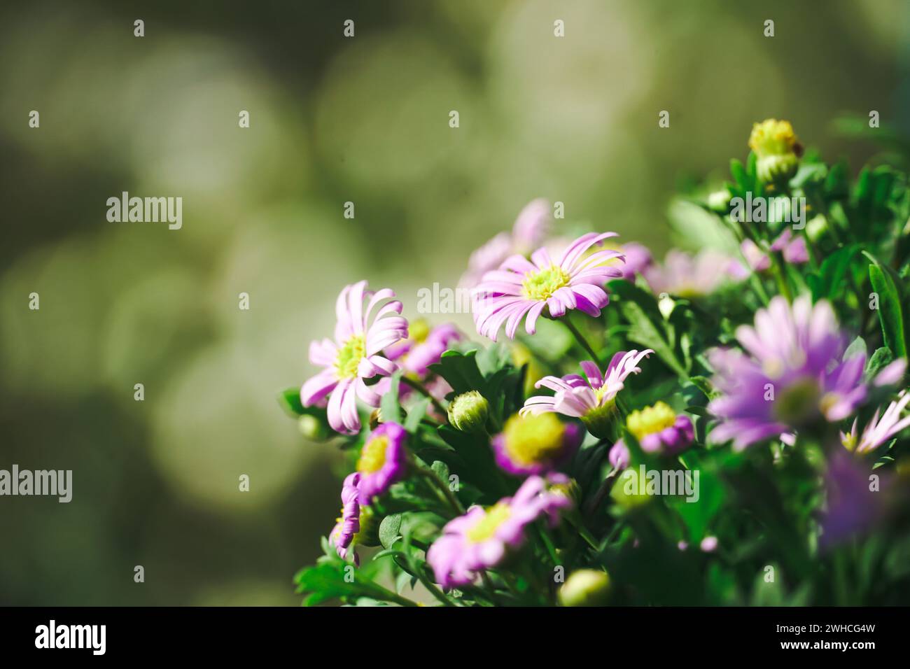 Closeup shot of purple daisies growing in a field. Beautiful flowering ...