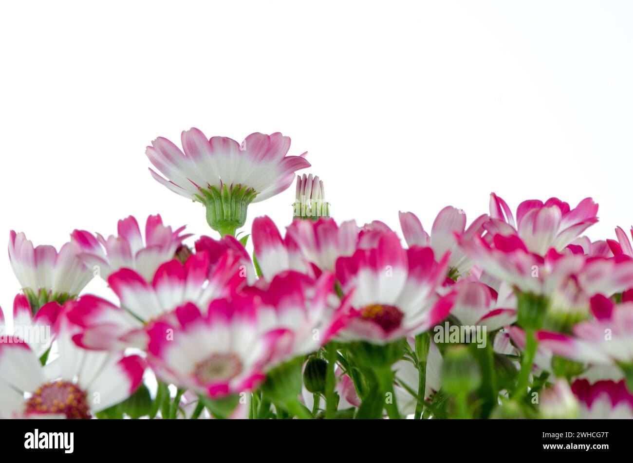 Green grass daisy flowers hi-res stock photography and images - Alamy
