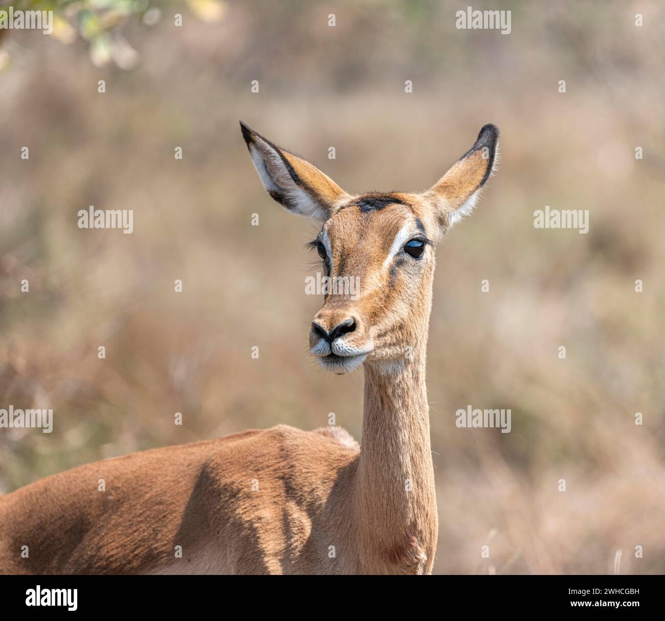 Impala (Aepyceros melampus), black heeler antelope, female, animal ...