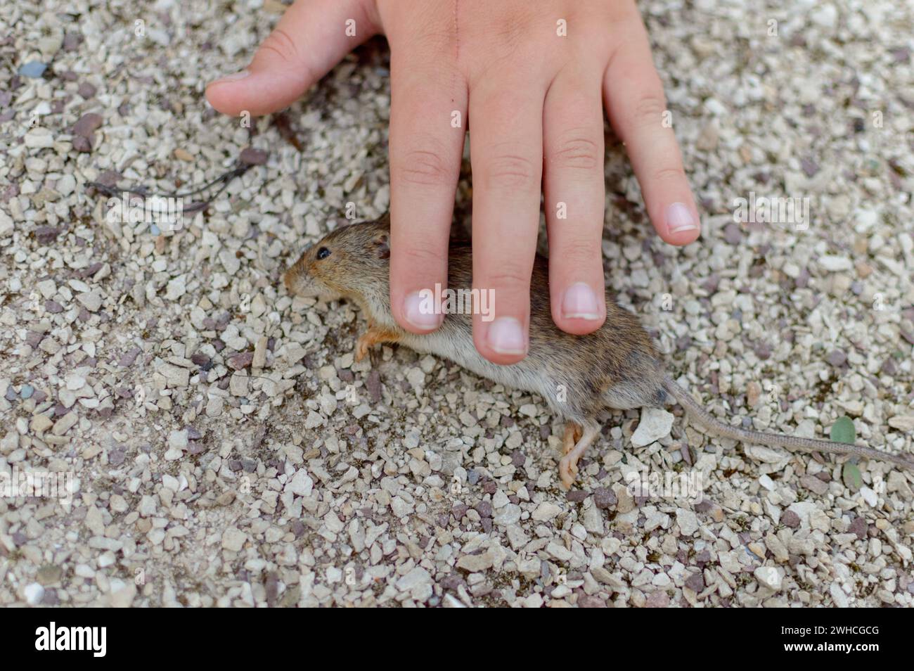 Hand holding dead mouse hi-res stock photography and images - Alamy