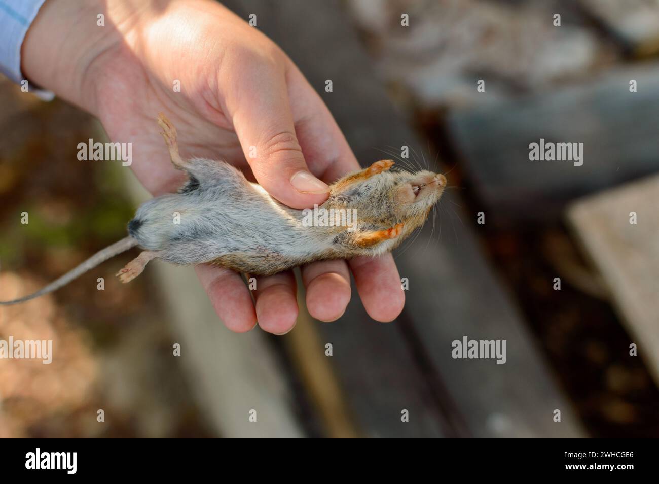Child pet dead hi-res stock photography and images - Alamy
