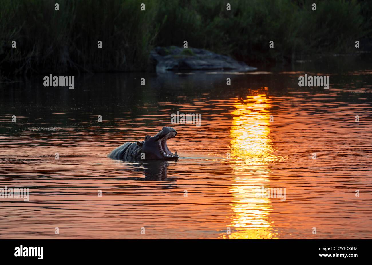 Hippopotamus (Hippopatamus amphibius) yawning, mouth open, in the water ...