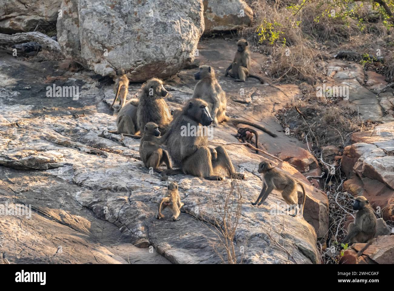 Herd of chacma baboons (Papio ursinus), animal family with adults and ...
