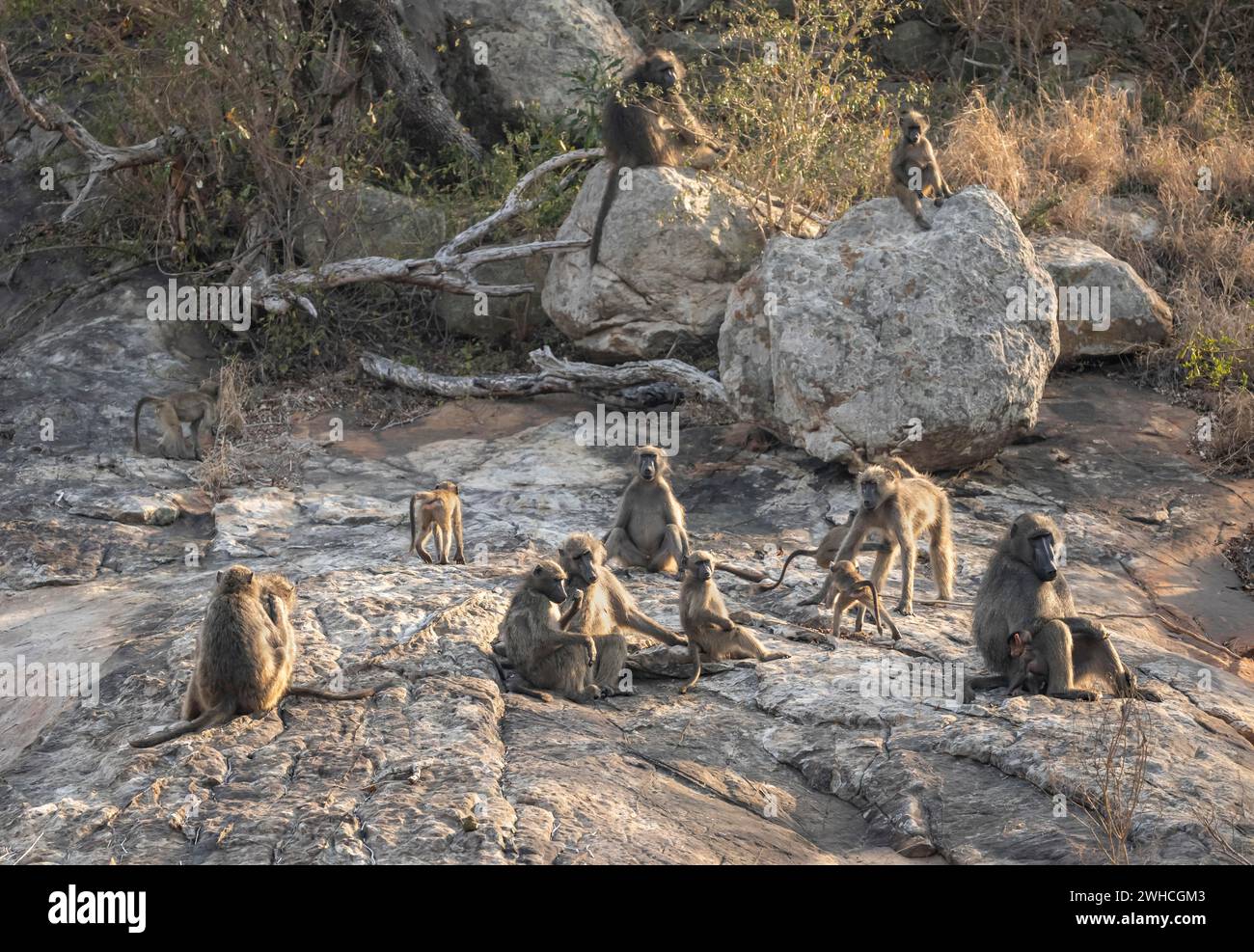 Herd of chacma baboons (Papio ursinus), animal family with adults and ...