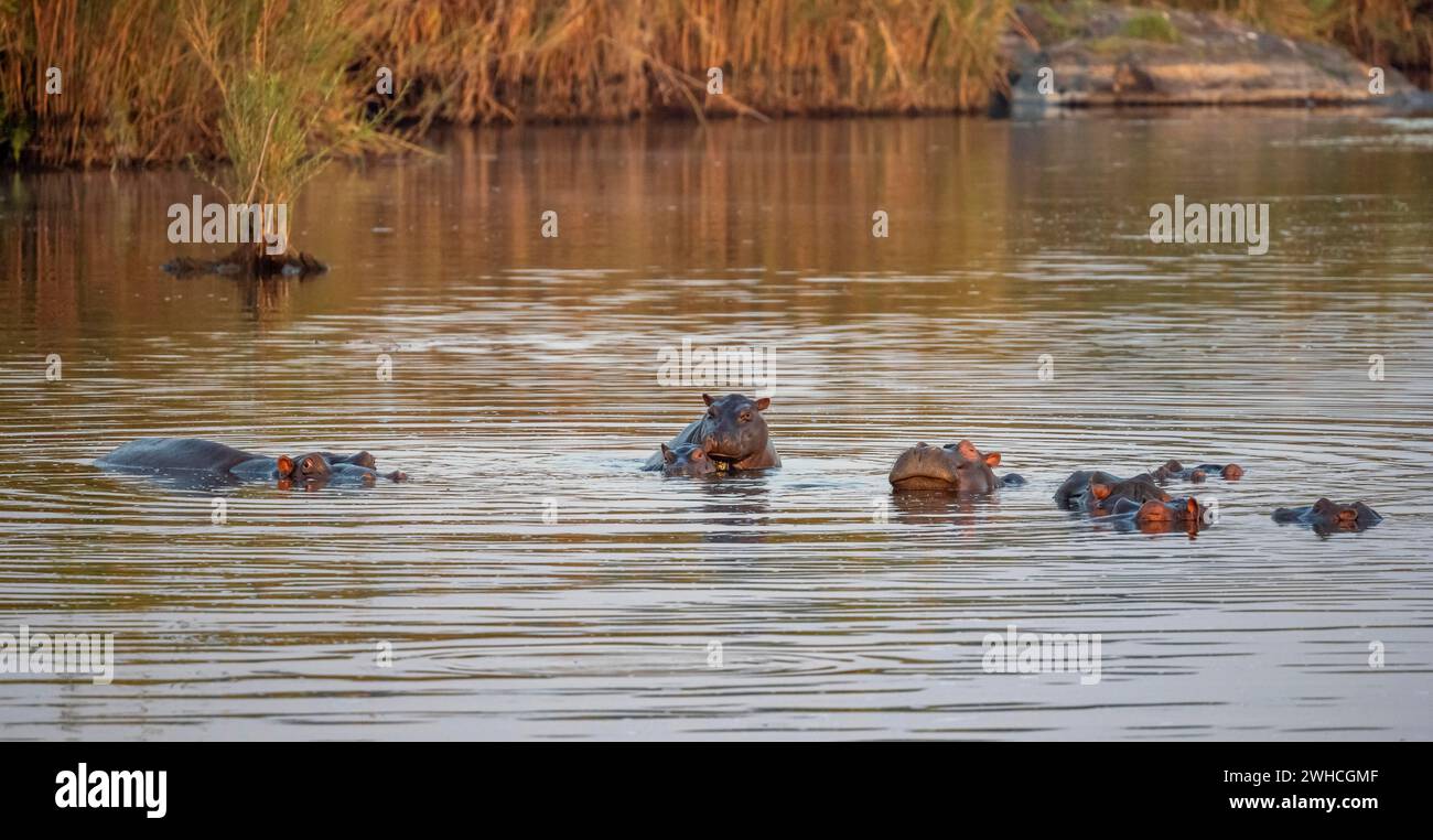 African hippo in water hi-res stock photography and images - Alamy