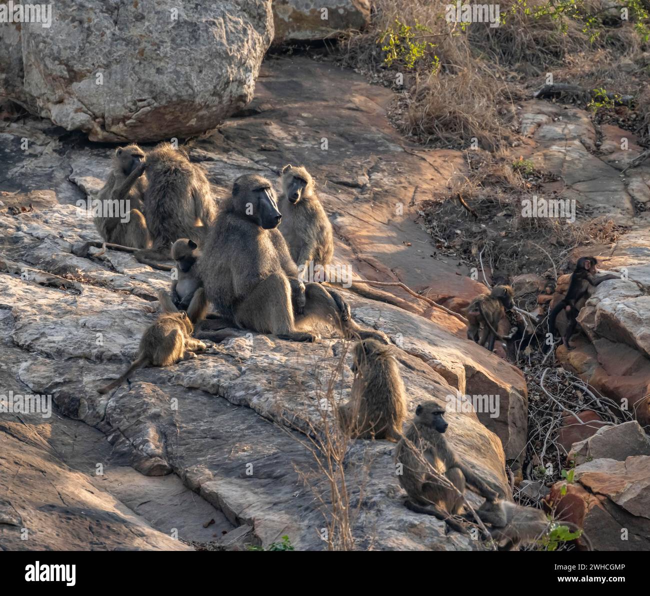 Herd of chacma baboons (Papio ursinus), animal family with adults and ...