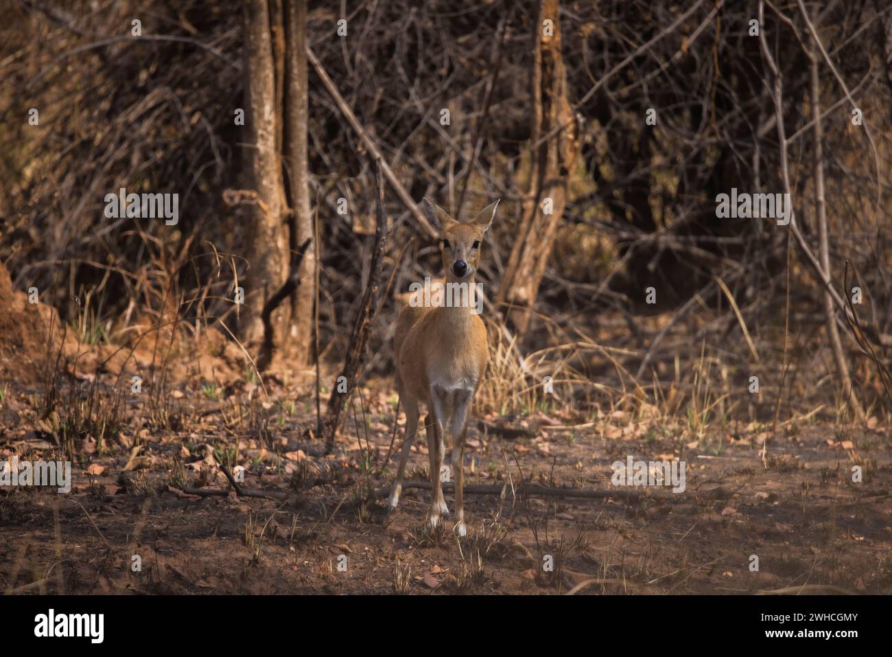 Four-horned Antelope, Tetracerus quadricornis, Panna Tiger Reserve ...