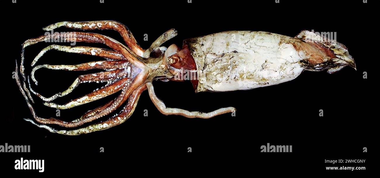 Giant Squid. Photo of a Giant Squid (Architeuthis dux) over 4 metres in ...