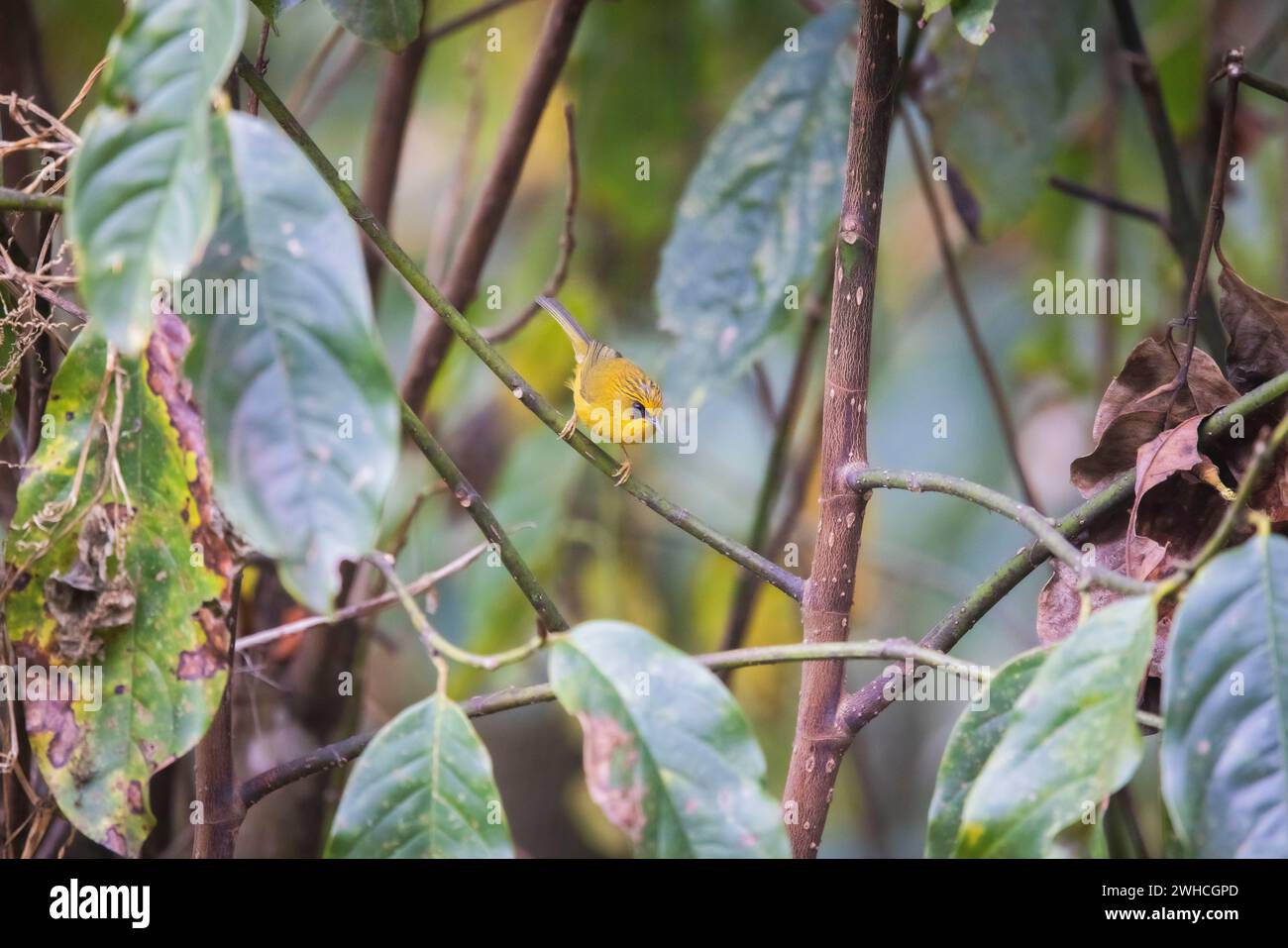 Golden Babbler, Cyanoderma chrysaeum, Pangolakha Wildlife Sanctuary ...