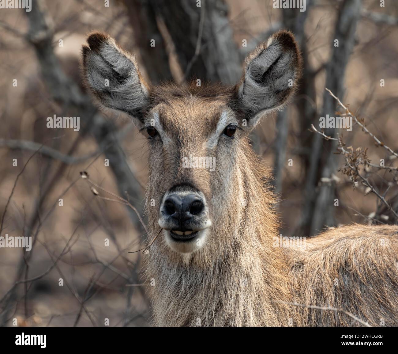 Ellipsen waterbuck (Kobus ellipsiprymnus), animal portrait, adult ...