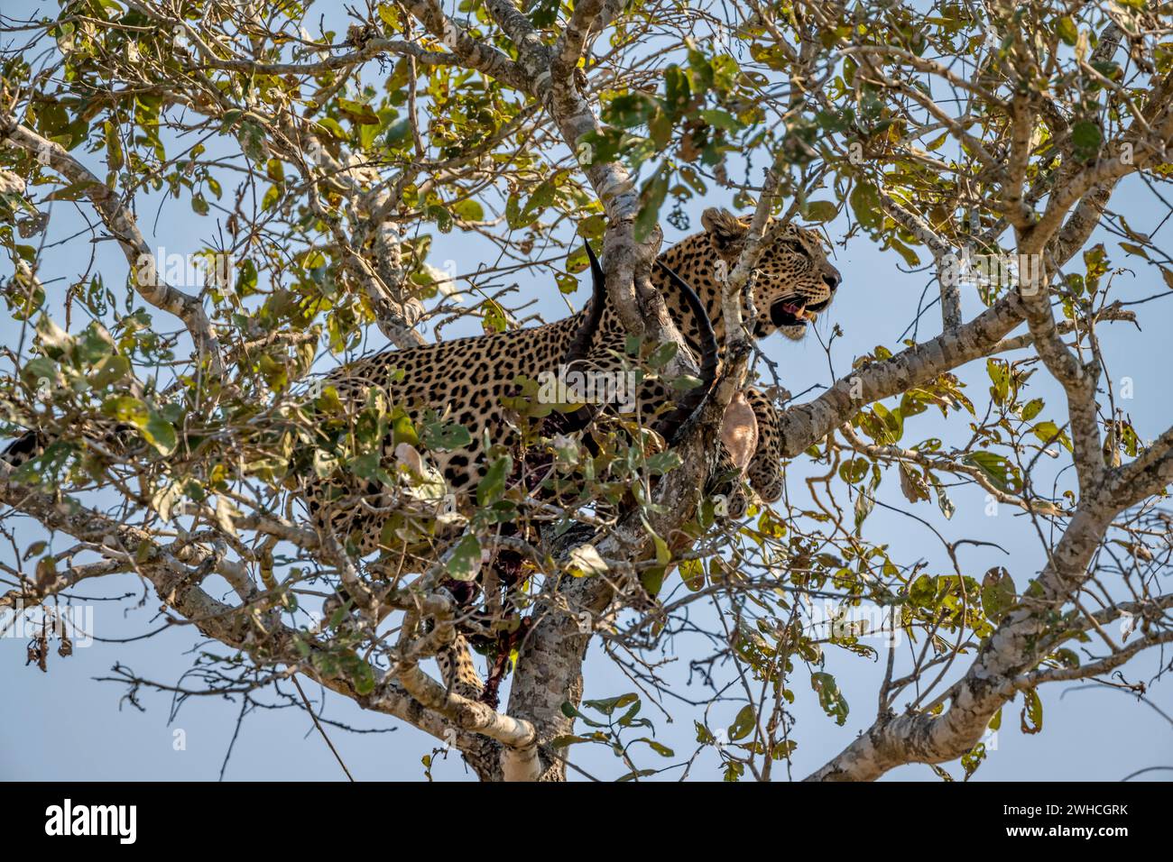 Leopard (Panthera pardus) with a shot impala buck in a tree, adult ...