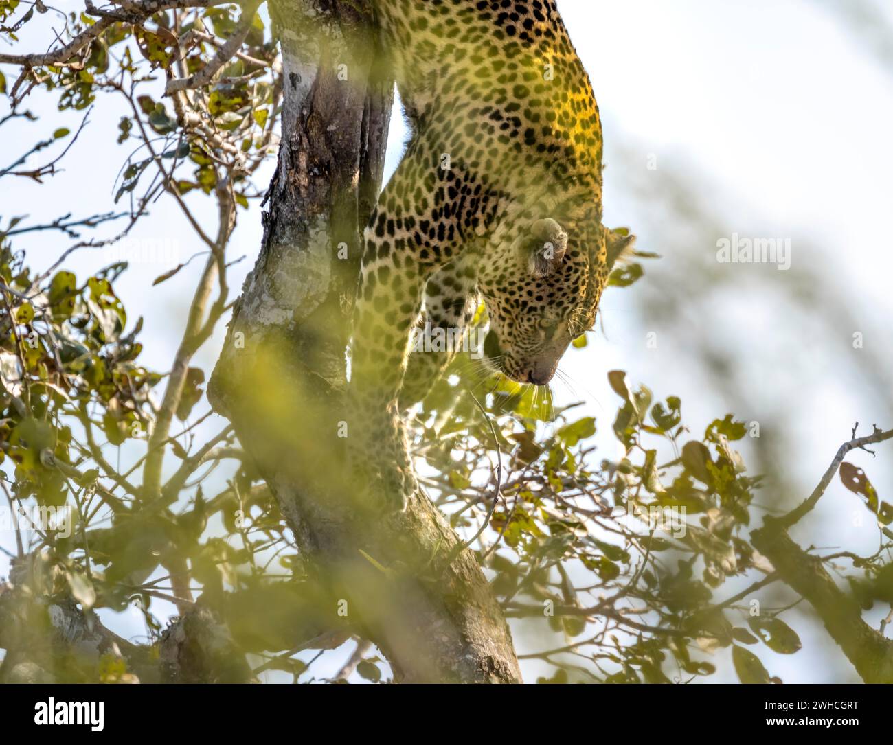 Leopard (Panthera pardus) climbing down a tree, adult, Kruger National ...