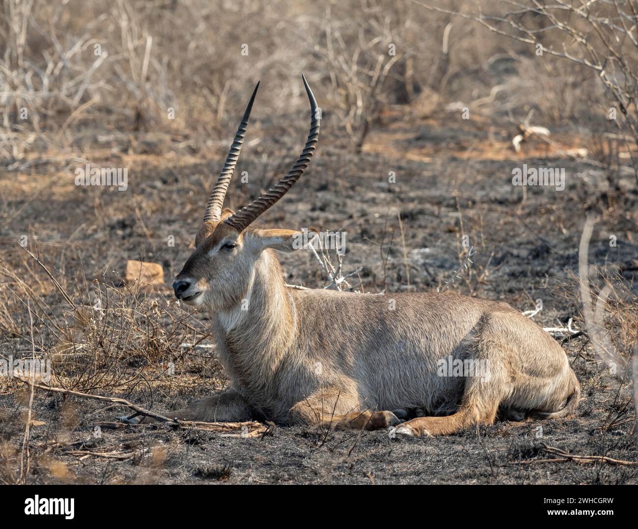 Ellipsen waterbuck (Kobus ellipsiprymnus), adult male, sitting in dry ...