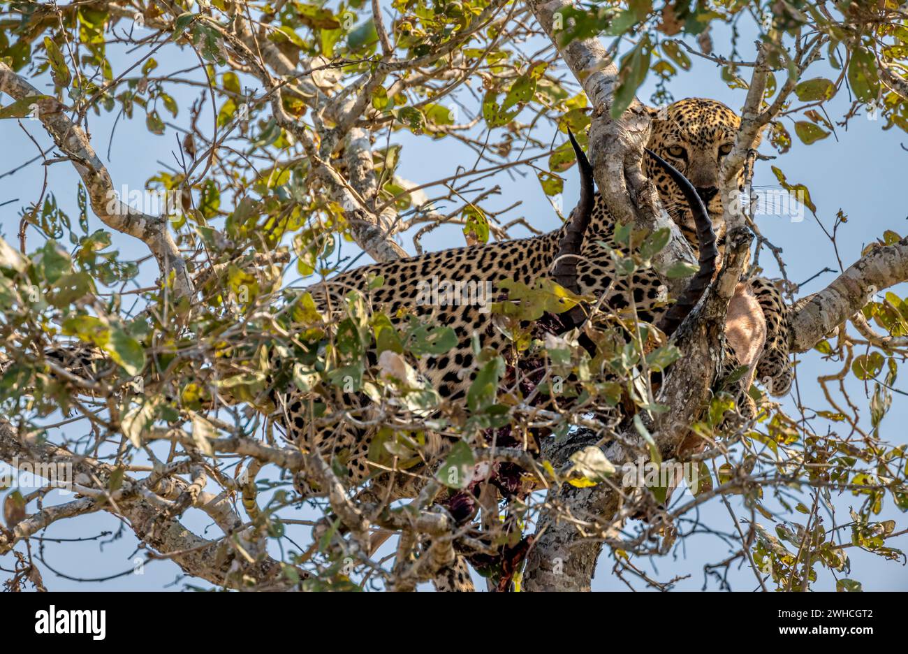 Leopard (Panthera pardus) with a shot impala buck in a tree, adult ...