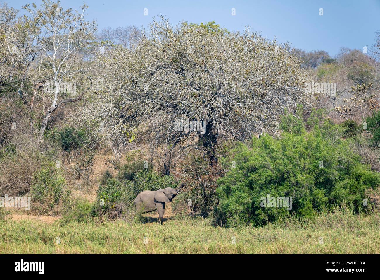 African elephant (Loxodonta africana), eating leaves on a tree, in a ...