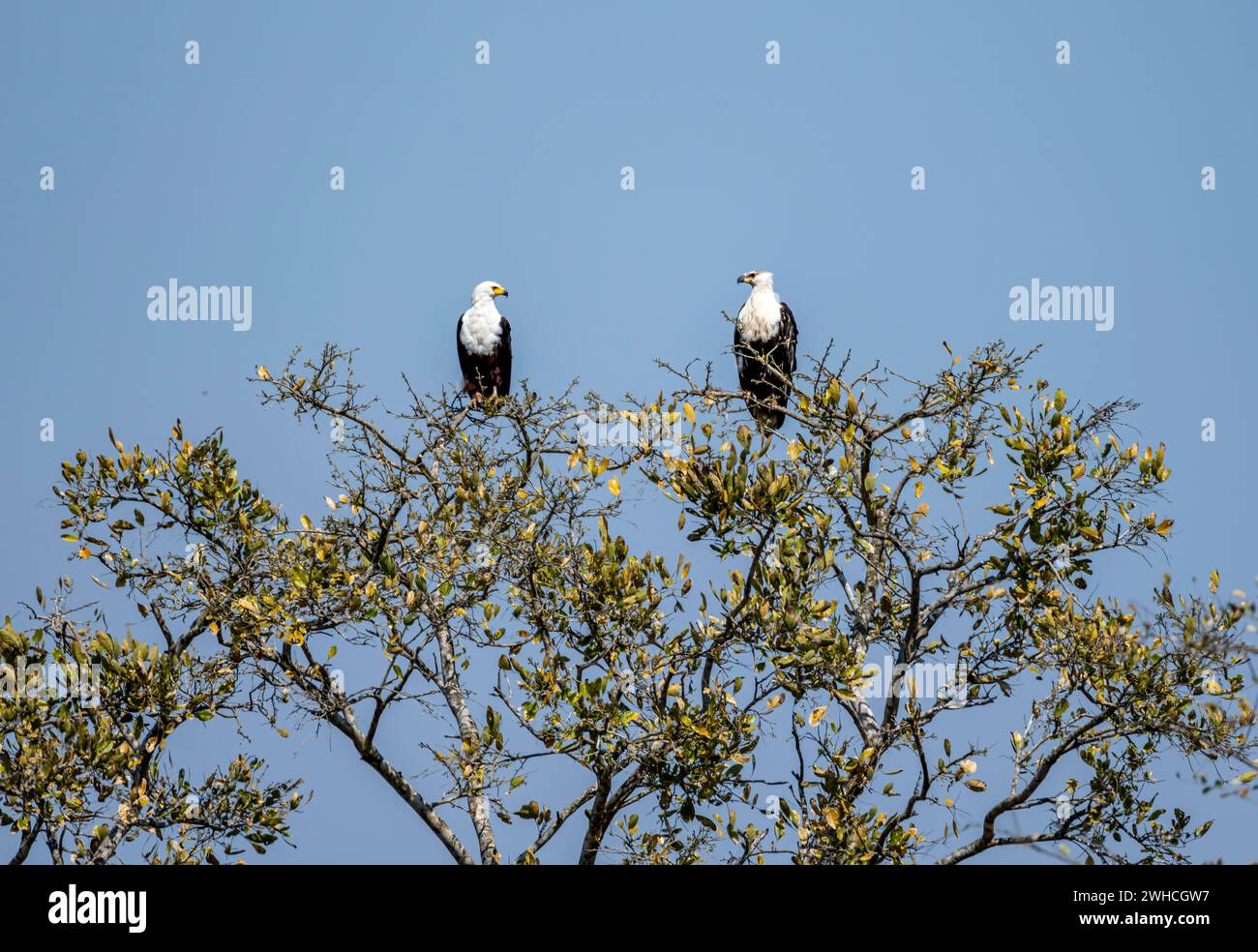 Two Lesser Spotted Eagles (Haliaeetus vocifer) perched in a tree ...