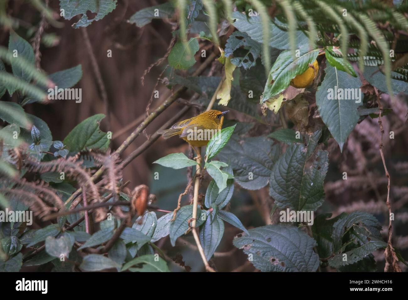Golden Babbler, Cyanoderma chrysaeum, Pangolakha Wildlife Sanctuary ...